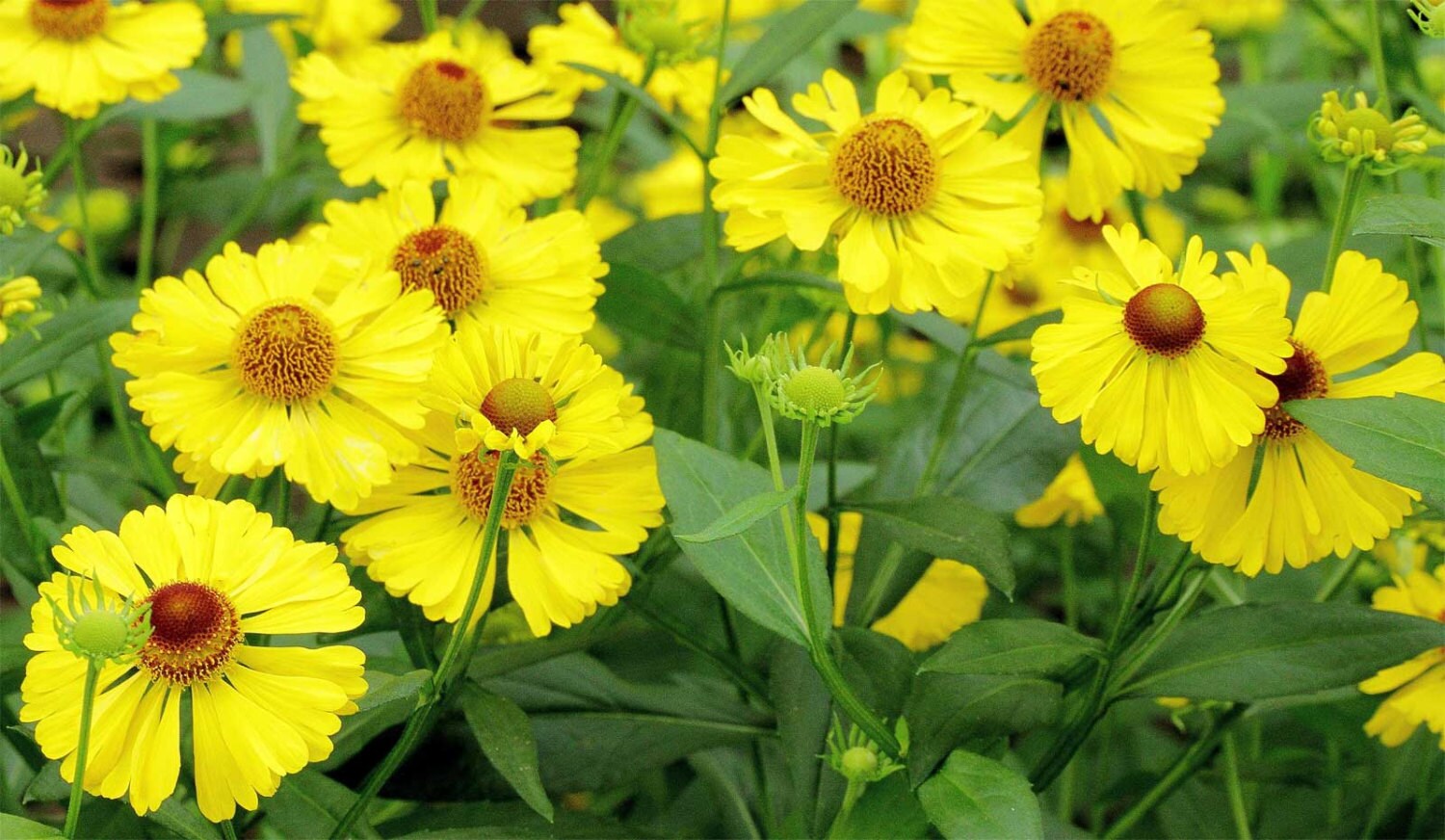 Helenium Autumnale | Helens Flower | Common Sneezeweed| 1000_seeds - Etsy