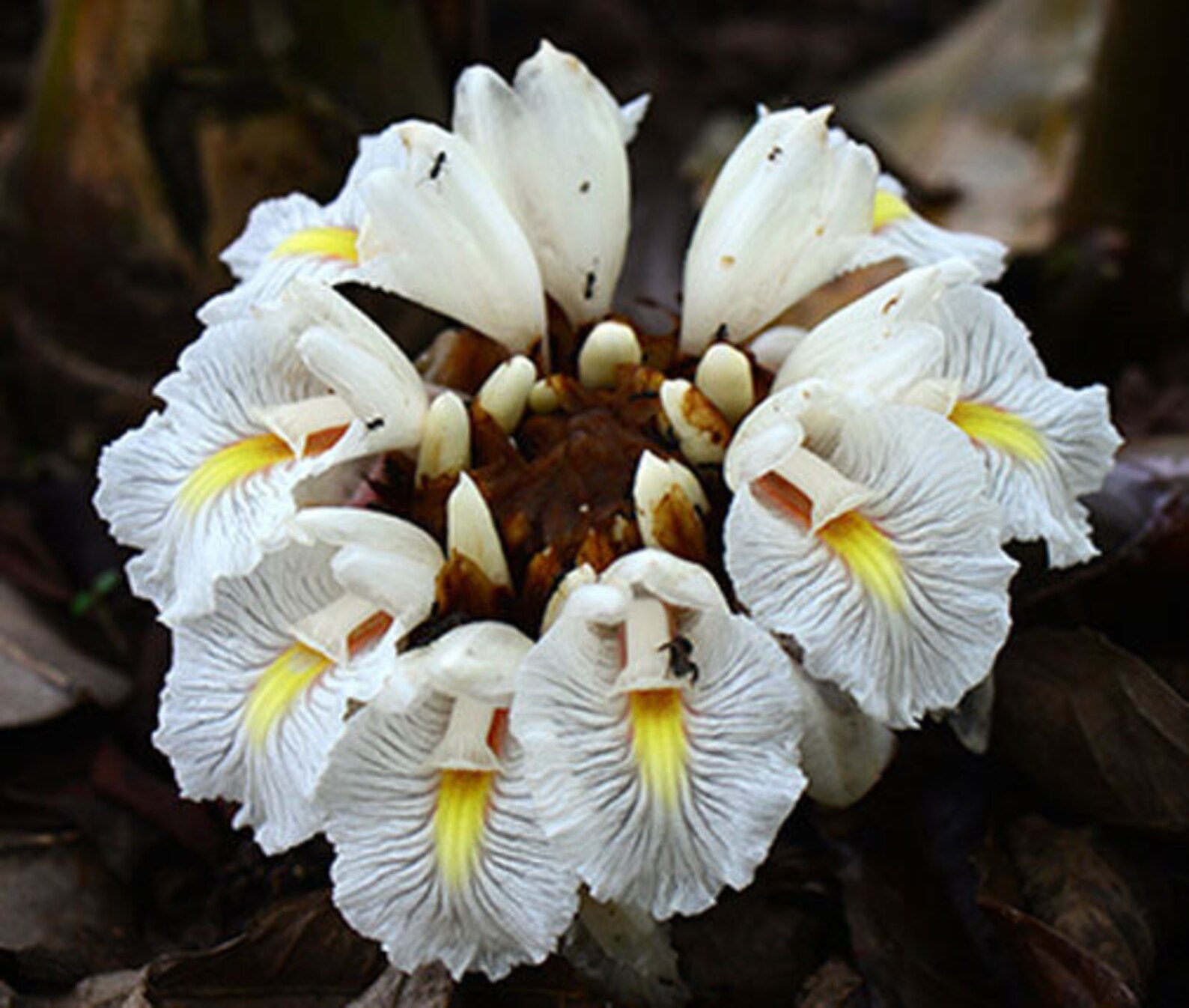 Amomum Maximum | Java Cardamom | 20_seeds - Etsy