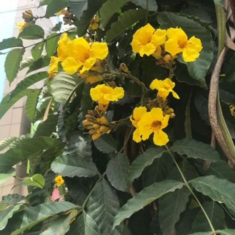 Markhamia Lutea | Nile Trumpet & Tulip | Siala Tree | 20_seeds - Etsy