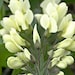 Baptisia Bracteata | False-indigo | Cream Wild Indigo | 5_seeds - Etsy