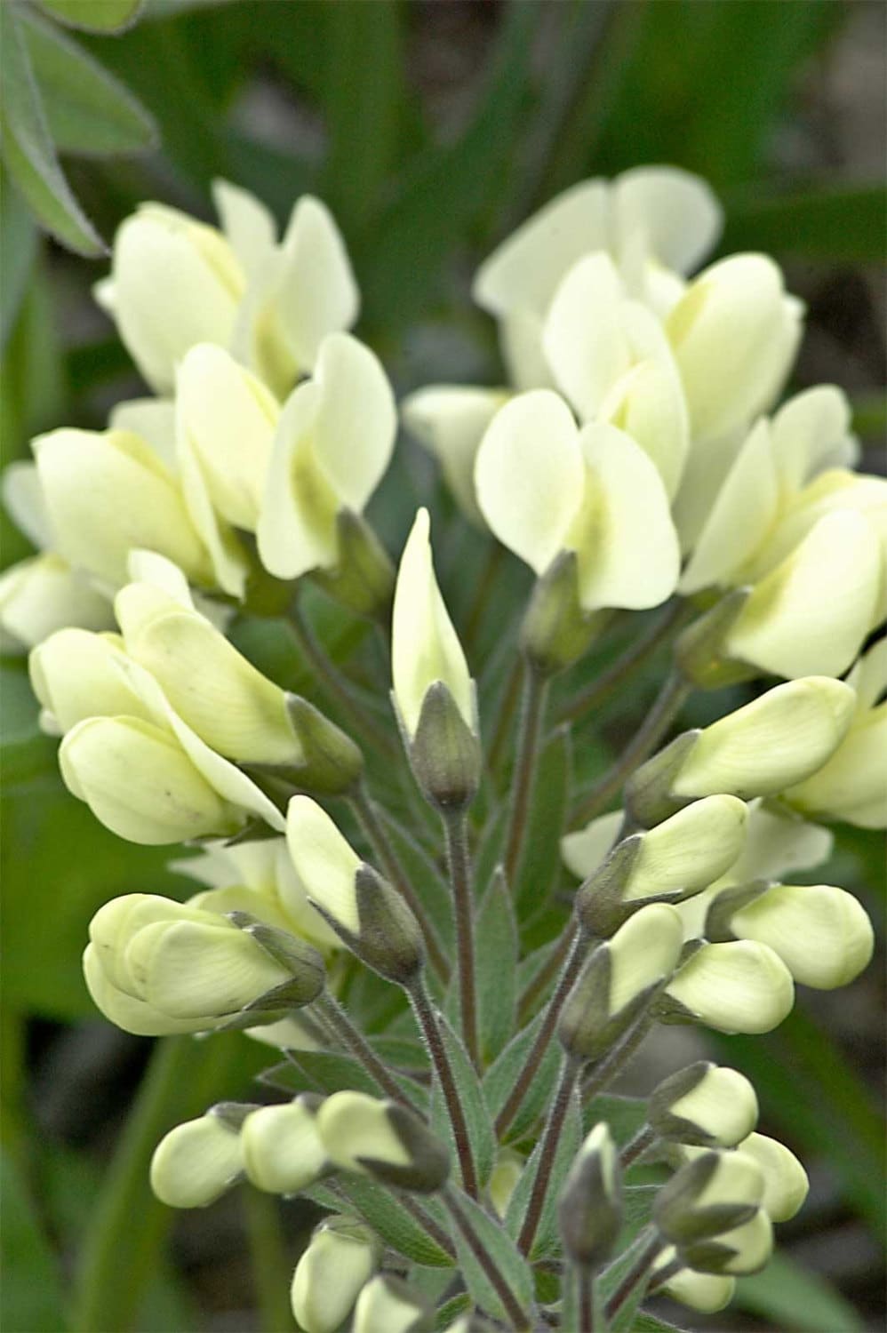 Baptisia Bracteata | False-indigo | Cream Wild Indigo | 5_seeds - Etsy
