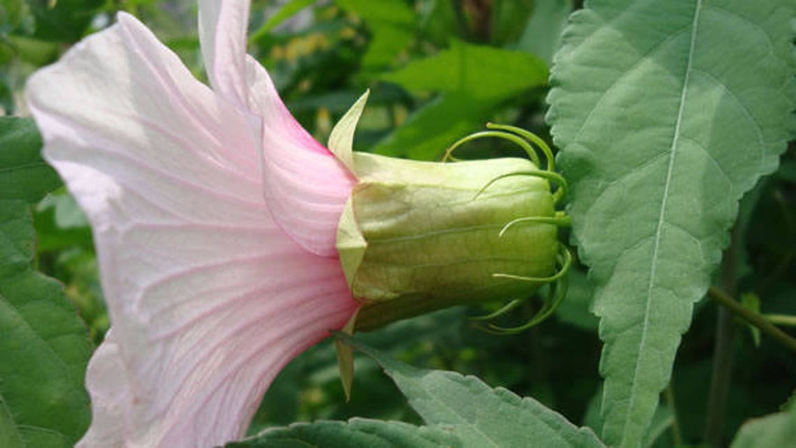 Hibiscus Laevis Halberd Leaf Rose Mallow 10_seeds | Etsy