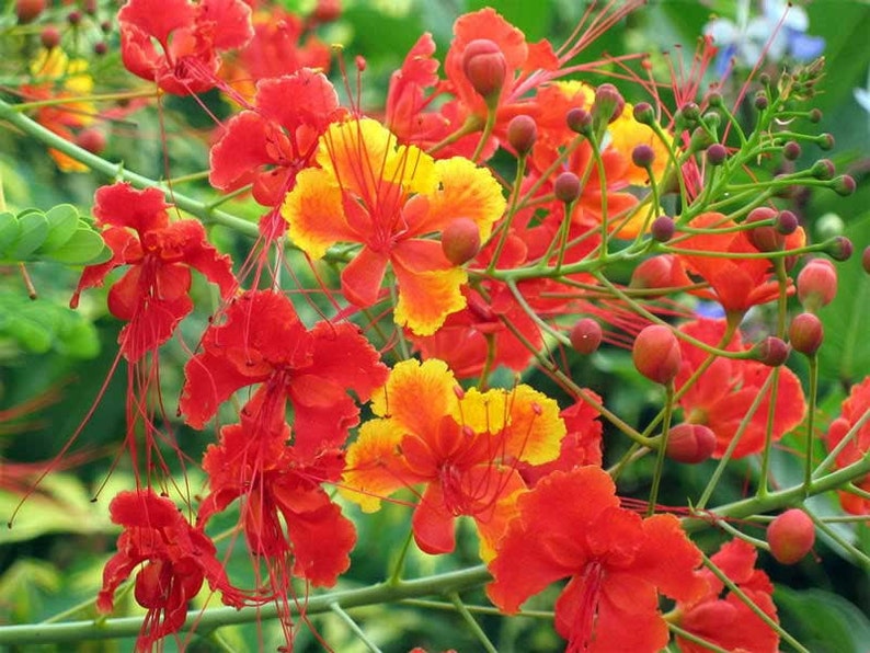 5 Best Bird of Paradise Plant Varieties to Grow - Smart Garden and Home