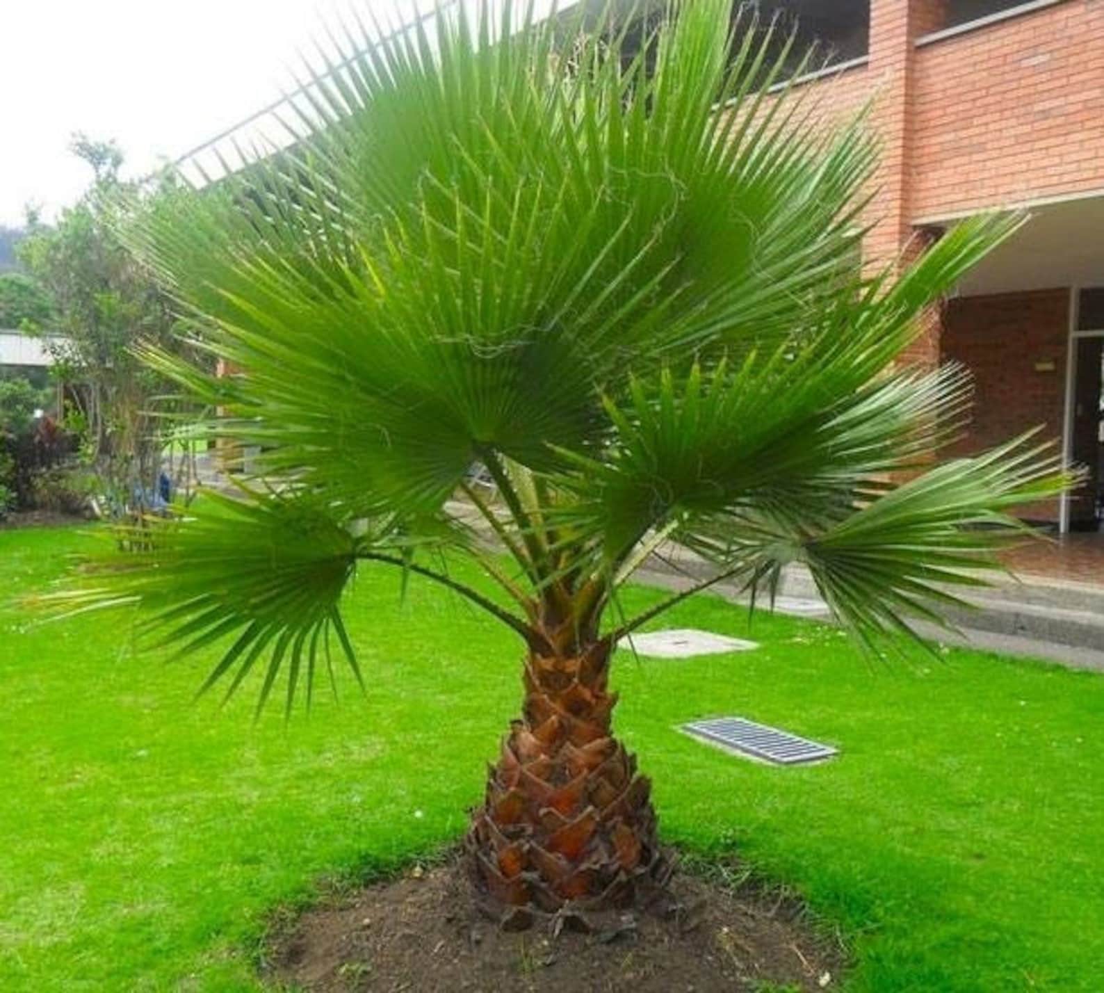 Washingtonia Robusta | Mexican Fan Palm | Skyduster | 10_seeds - Etsy