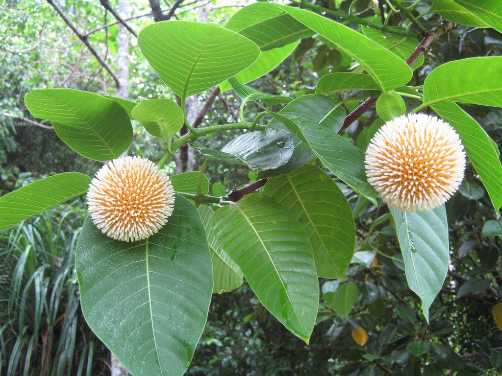 Neolamarckia Cadamba Burflower Tree Amboina Kadam | Etsy