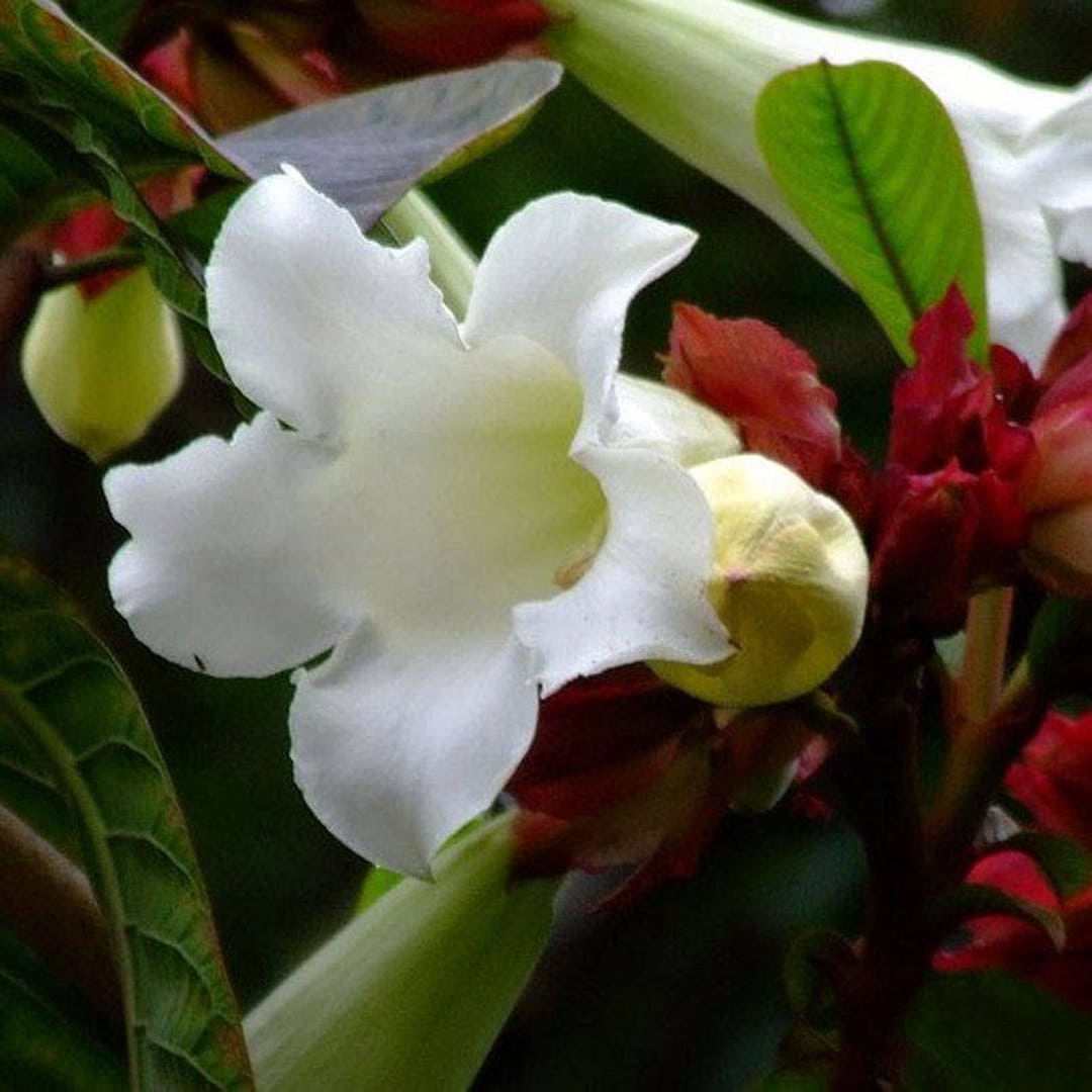 Beaumontia Grandiflora | Heralds Trumpet | Easter Lily Vine | 20_seeds ...