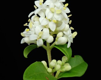 Seeds for Planting, Ligustrum Vulgare Seeds, European Privet, Common ...