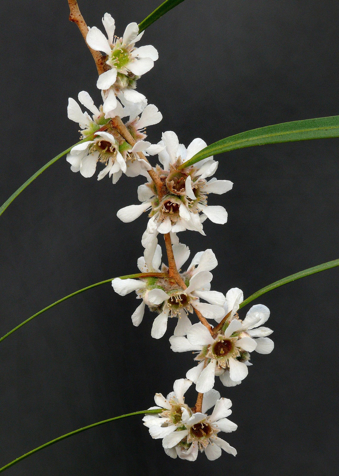 Agonis Flexuosa | Australian Willow Myrtle | Peppermint Tree | 50_seeds ...