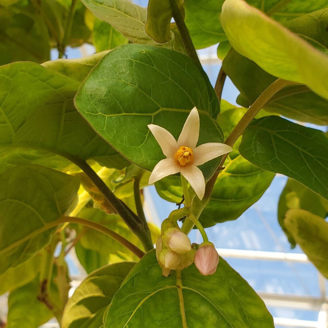 Solanum Betaceum Yellow Fruit | Tamarillo | Tree Tomato | 50_seeds - Etsy