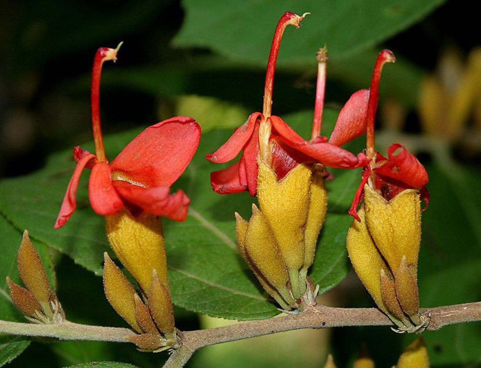 Helicteres Isora Indian Screw Tree 20_seeds - Etsy