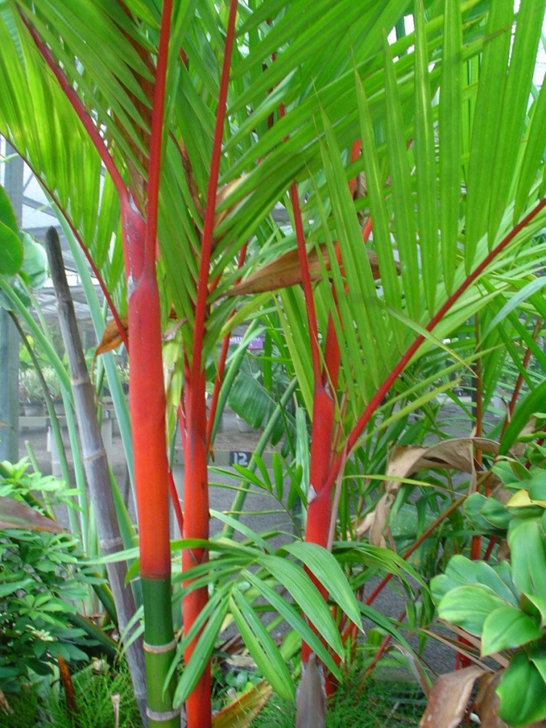 Cyrtostachys Renda | Red Sealing Wax & Lipstick Palm | 5_seeds - Etsy