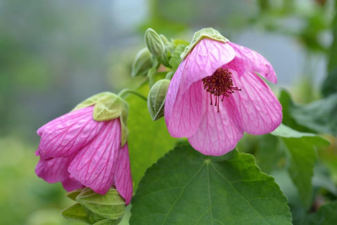 Abutilon Pictum Pink | 20_seeds - Etsy