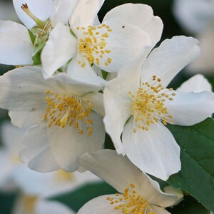 Philadelphus Coronarius | English Dogwood | Sweet Mock Orange | 200 ...