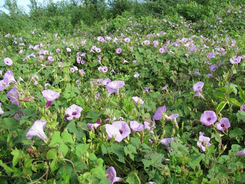 Ipomoea Cordatotriloba Sharp-pod Morning-glory 10_seeds - Etsy