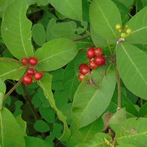 Rauvolfia Tetraphylla Be Still Tree Devil Pepper 10_seeds - Etsy