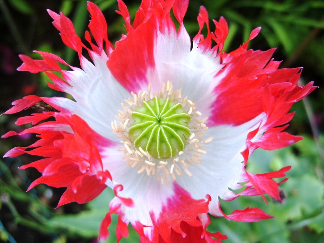 Papaver Somniferum | Danish Flag Poppy | 200_seeds - Etsy