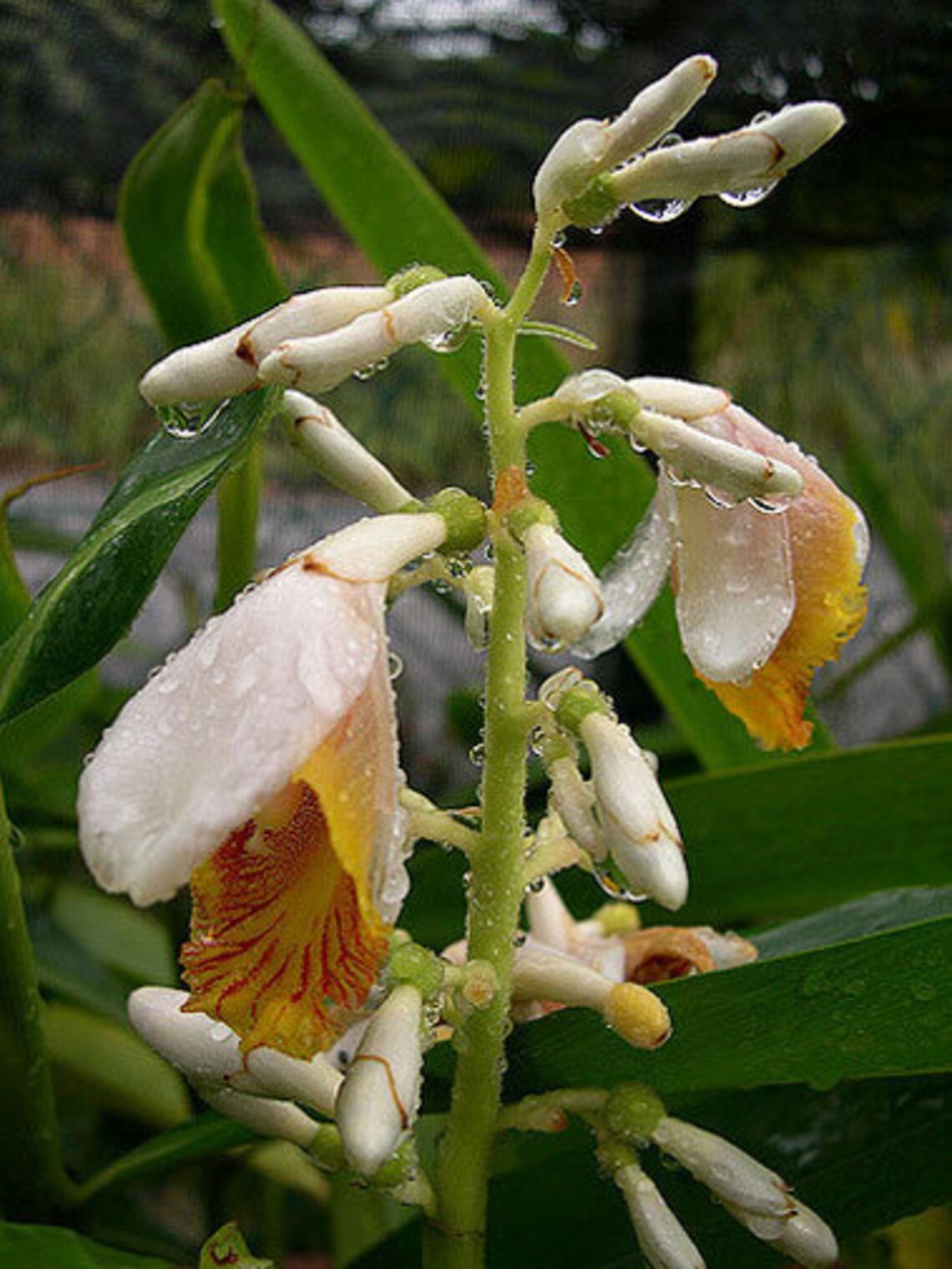 Alpinia Mutica | Small Shell Ginger | False Cardamom | 5_seeds - Etsy