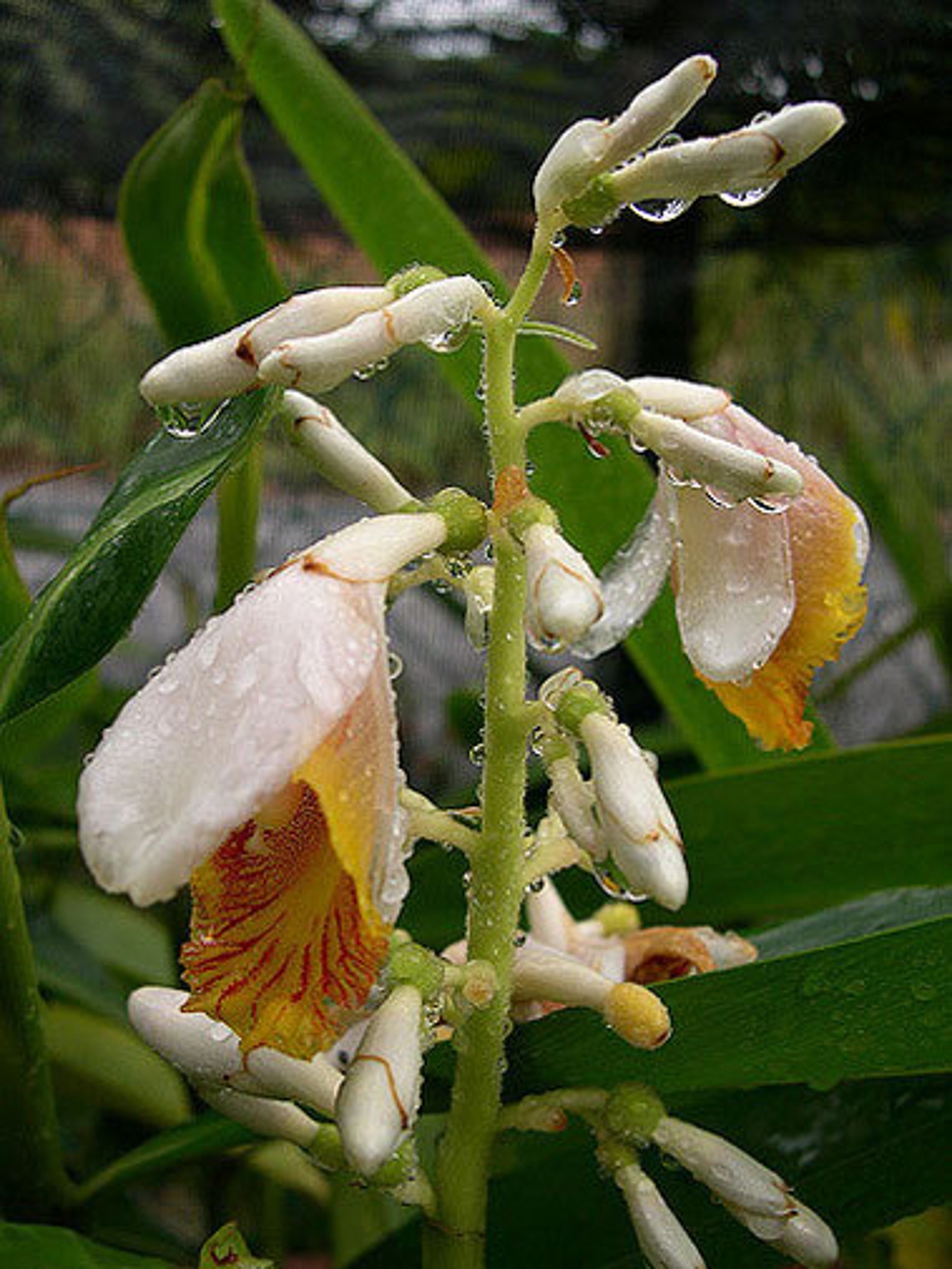 Alpinia Mutica Small Shell Ginger False Cardamom 5_seeds - Etsy
