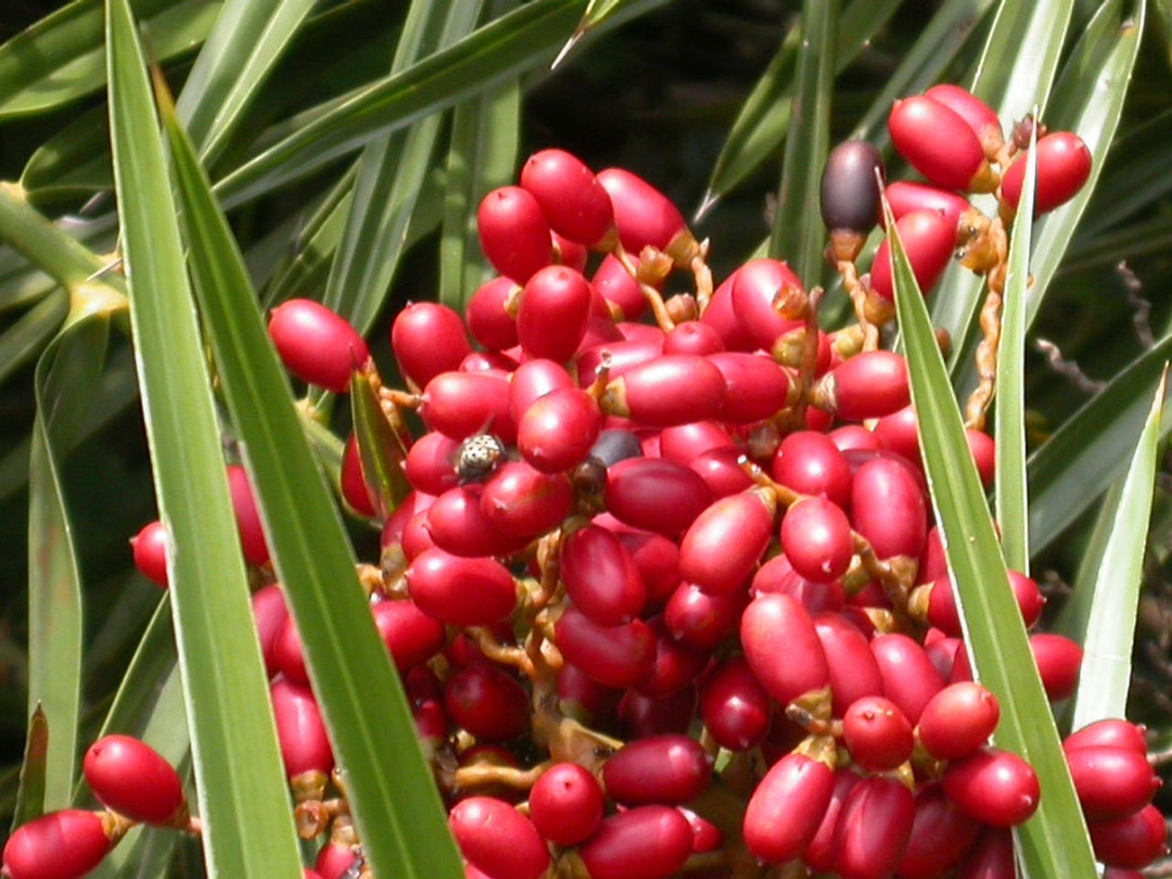 Phoenix Pusilla | Ceylon Date Palm | Flour Palm | 5_seeds - Etsy