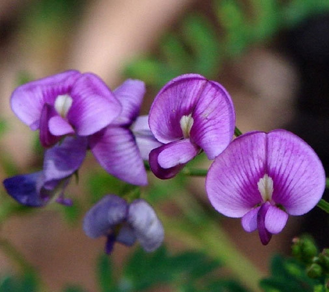 Swainsona Galegifolia | Smooth Darling Pea | 50_seeds - Etsy