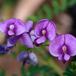 Swainsona Galegifolia | Smooth Darling Pea | 50_seeds - Etsy