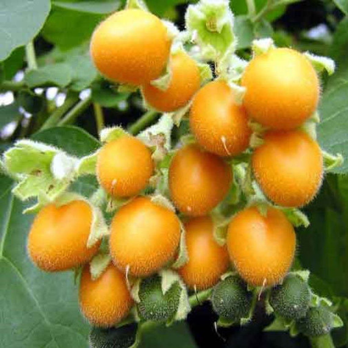 Solanum Betaceum Yellow Fruit | Tamarillo | Tree Tomato | 50_seeds - Etsy