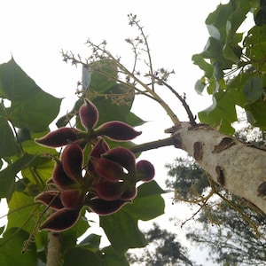 Sterculia Urens | Ghost Tree | Kulu | Indian Tragacanth | Gum Karaya ...