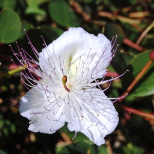 Capparis Spinosa | Spineless Caper Bush | Flinders Rose | 50_seeds - Etsy