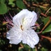Capparis Spinosa Spineless Caper Bush Flinders Rose 50_seeds - Etsy