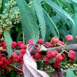 Debregeasia Longifolia | Orange Wild Rhea | 200_seeds - Etsy