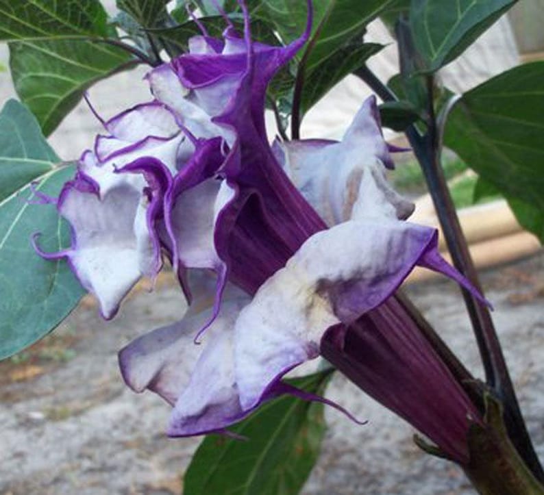 Datura Metel Double Purple | Devils Trumpet | 10_seeds - Etsy