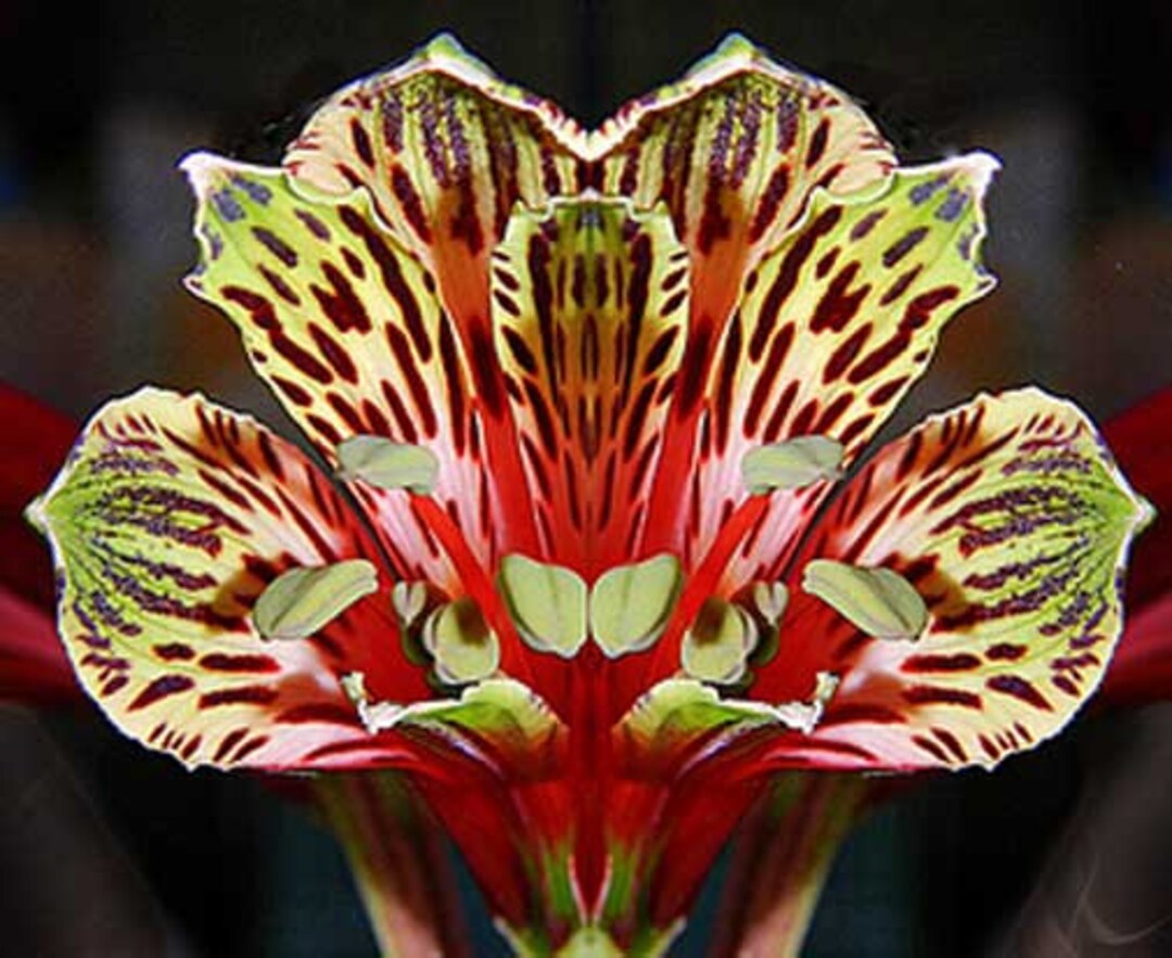 Alstroemeria Psittacina | Peruvian Lily | Parrot Flower | 10_seeds - Etsy