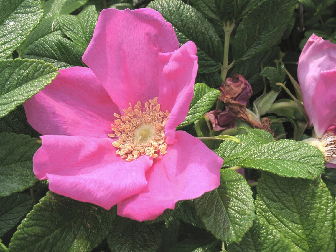 Rosa Rugosa Pink | Beach, Japanese, Ramanas, and Saltspray Rose | 20 ...