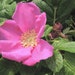 Rosa Rugosa Pink | Beach, Japanese, Ramanas, and Saltspray Rose | 20 ...