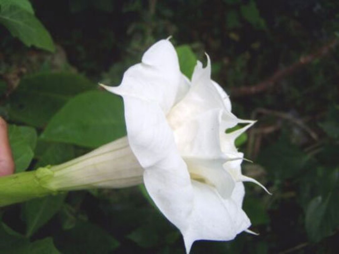 Datura Metel Double White Purity | Hindu | 10_seeds - Etsy