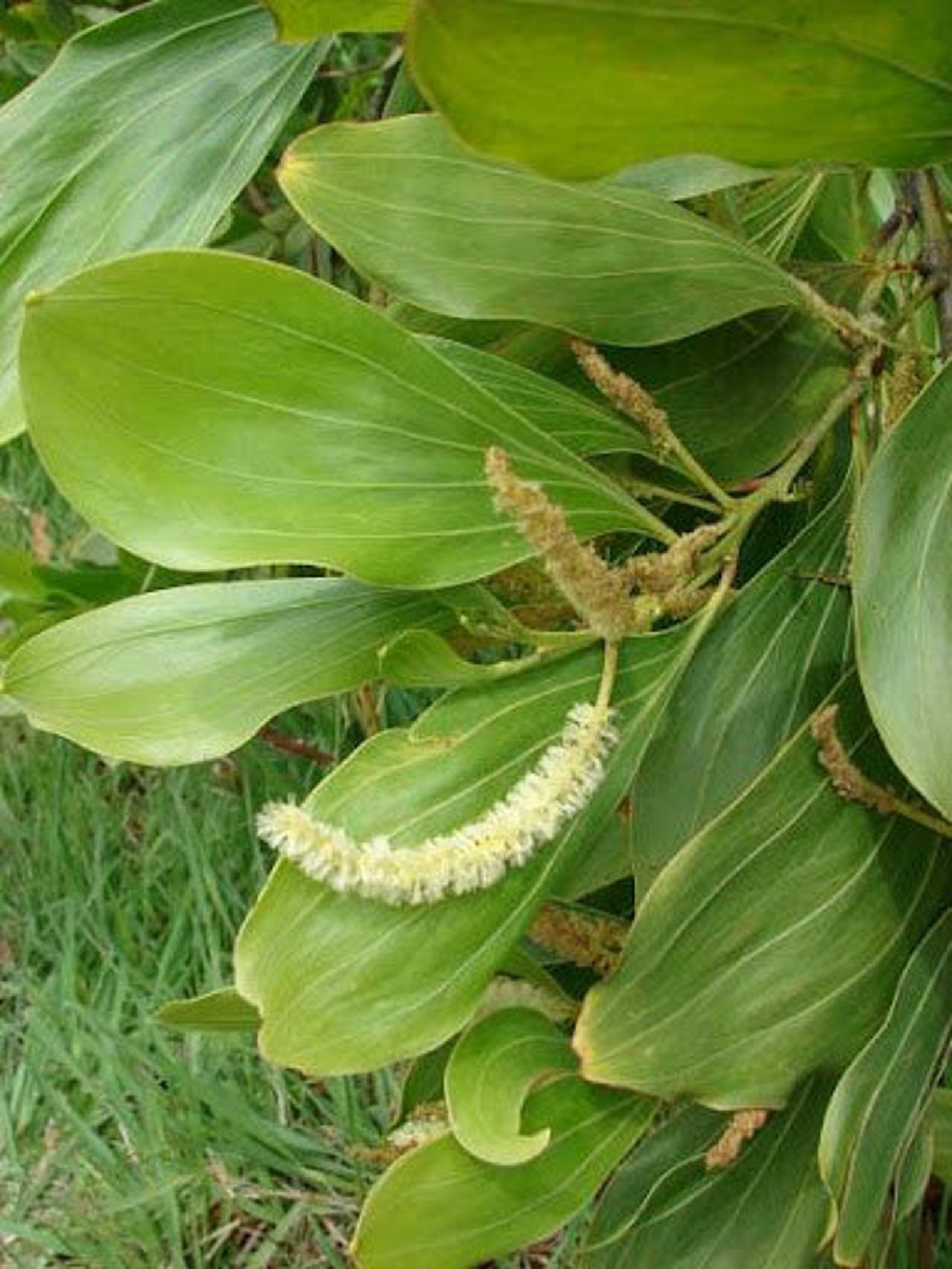 Acacia mangium Black & Hickory Wattle Forest Mangrove | Etsy