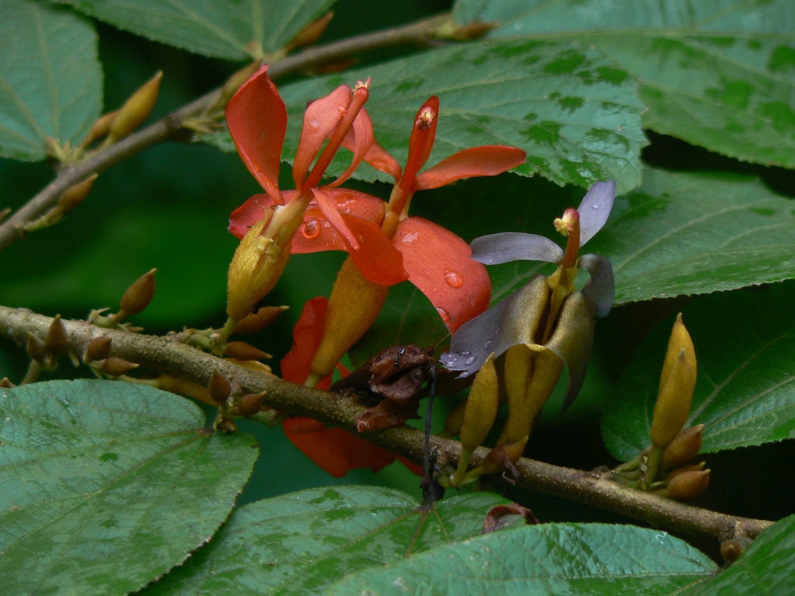 Helicteres Isora Indian Screw Tree 20_seeds - Etsy