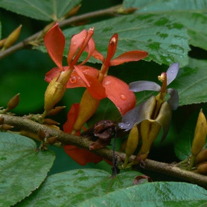 Helicteres Isora | Indian Screw Tree | 20_seeds - Etsy