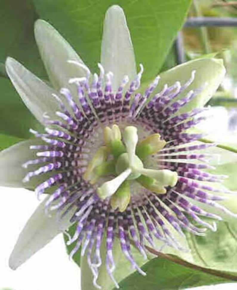 Passiflora Ligularis | Sweet Granadilla | Grenadia | 5_seeds - Etsy