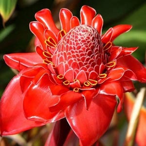Etlingera Elatior Pink | Torch Ginger | Combrang | Wax Flower | 20 ...