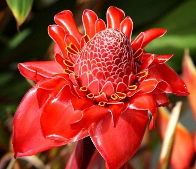 Etlingera Elatior Pink | Torch Ginger | Combrang | Wax Flower | 20 ...