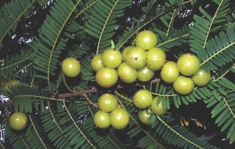 Phyllanthus Emblica | Amla | Indian Gooseberry | Malacca Tree | 10 ...