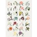 Botanical Alphabet Canvas Giclee Poster 16x24 // Alphabet Print, ABC ...