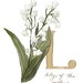 L is for Lily of the Valley Botanical Alphabet Print - Etsy