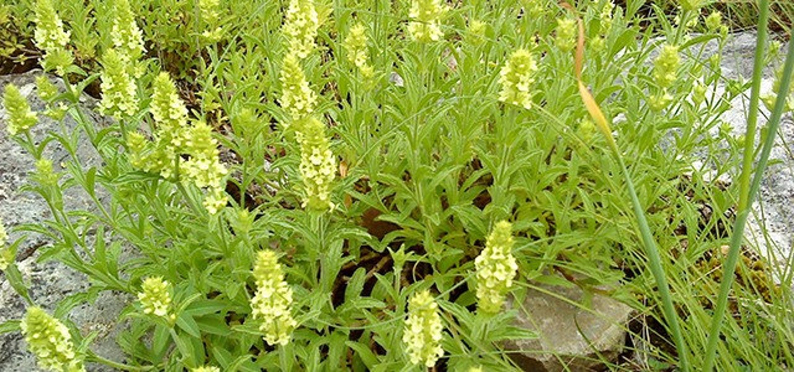 Greek Mountain Tea Sideritis Raeseri Dried Herb - Etsy