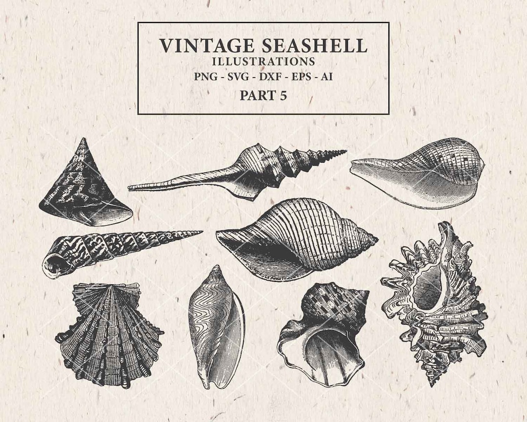 Vintage Seashell Illustrations SVG PNG Clipart, Printable Antique ...
