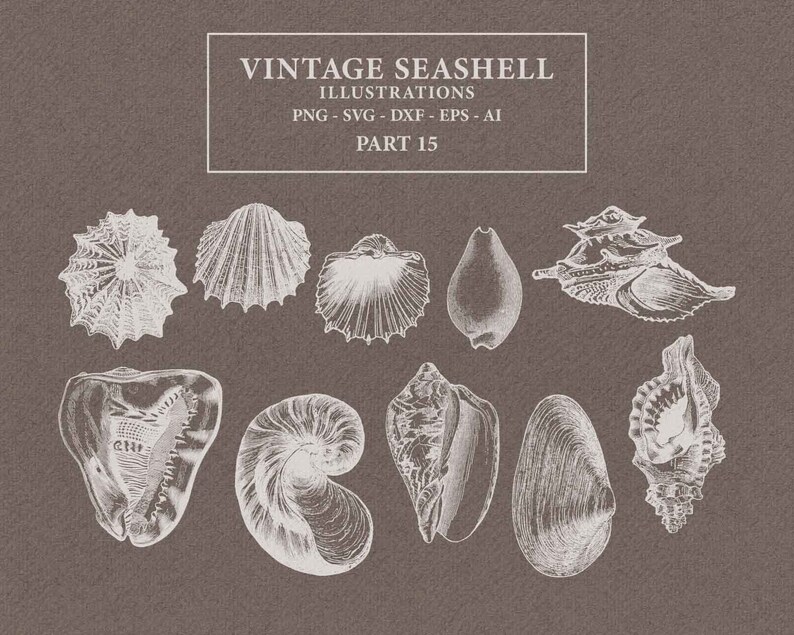 Vintage Seashell Illustrations SVG Bundle: Antique Nautical & Marine ...