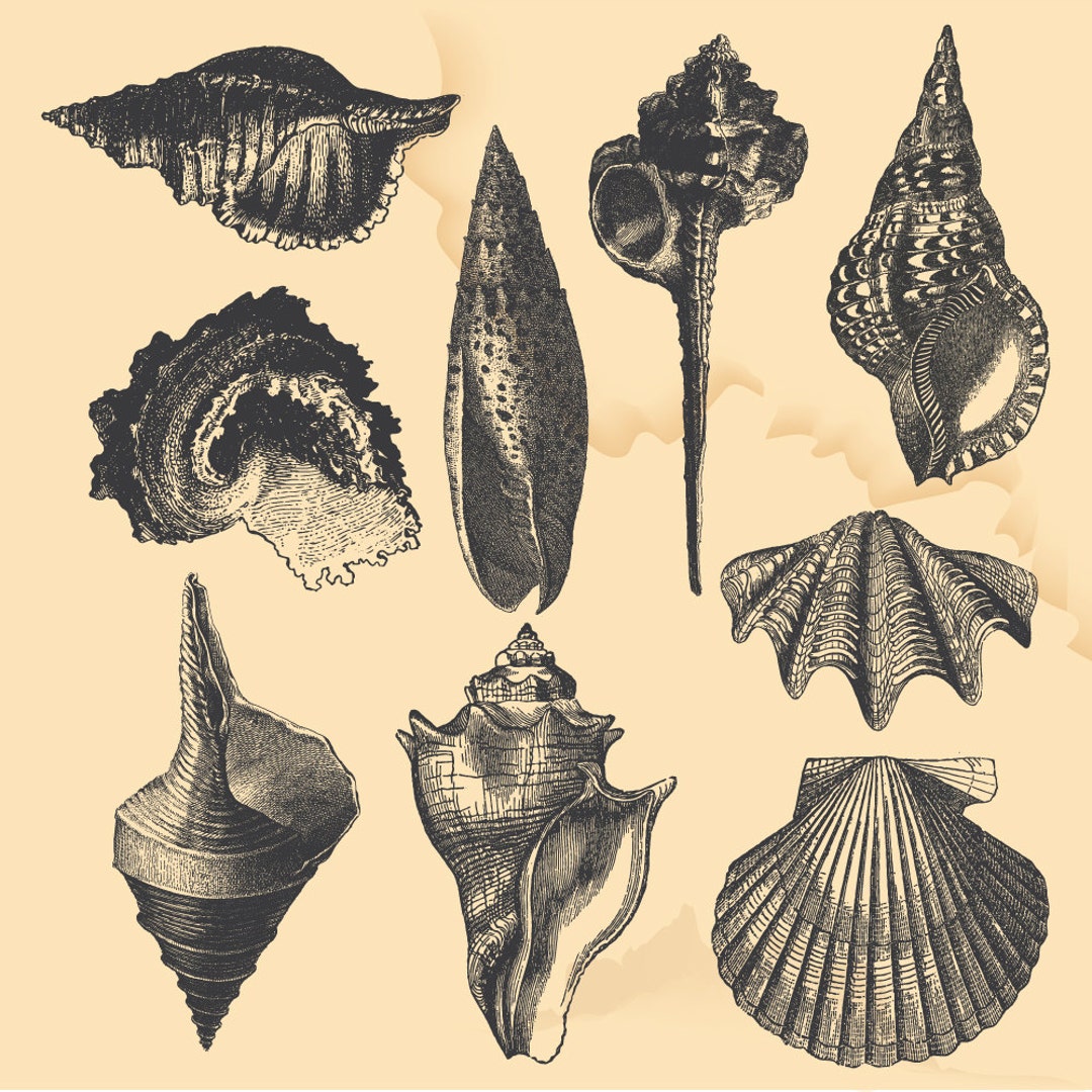Yellow Scallop Shell Clip Art