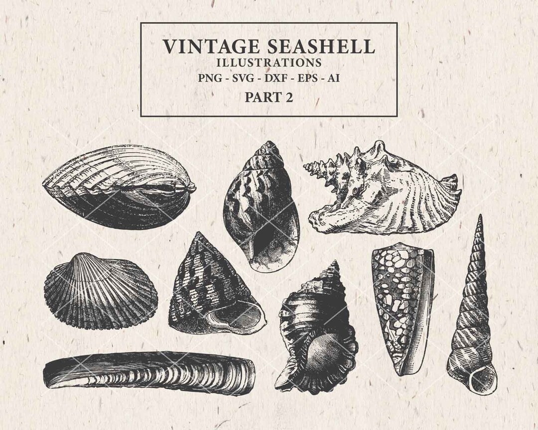 Vintage Seashell Illustrations SVG PNG Clipart, Printable Antique ...