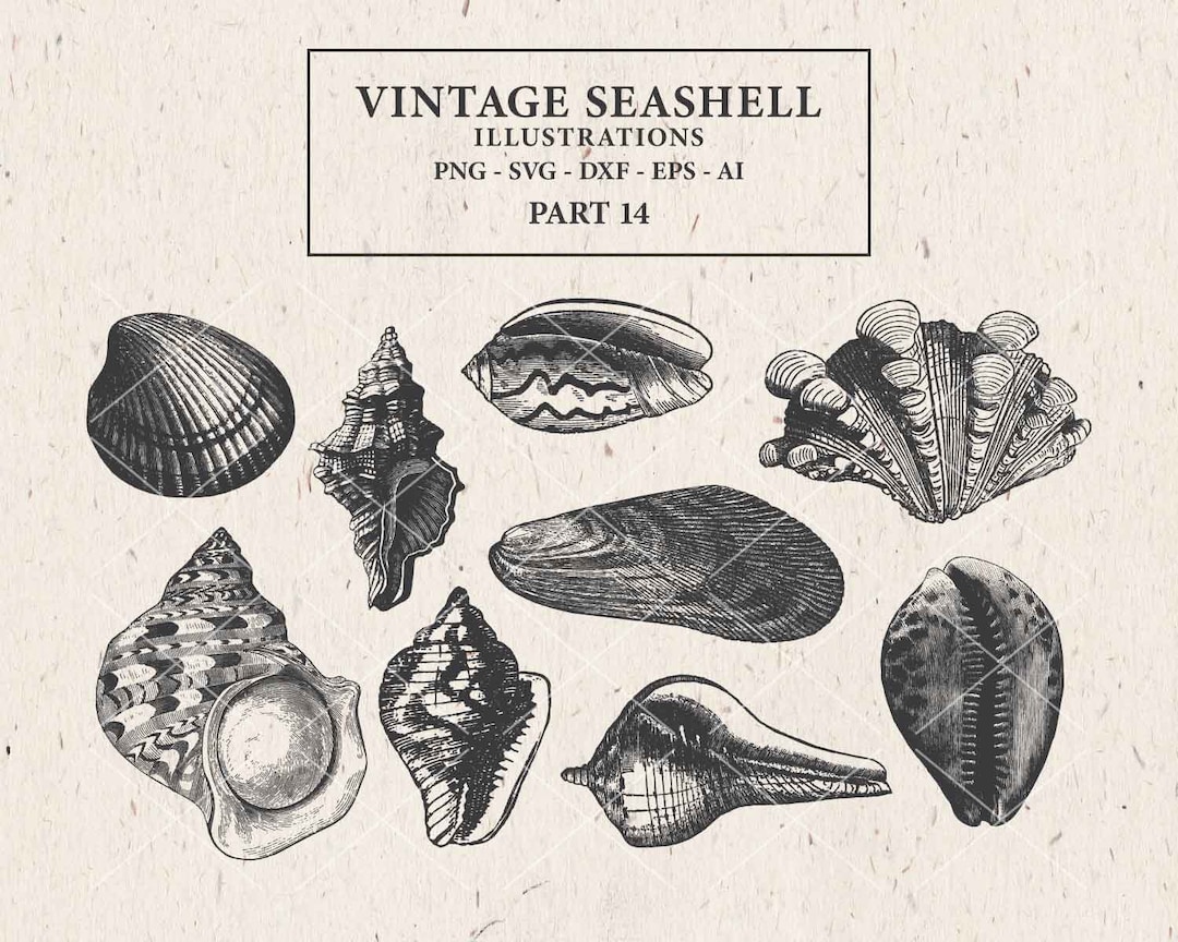 Vintage Seashell Illustrations SVG Bundle: Antique Nautical & Marine ...